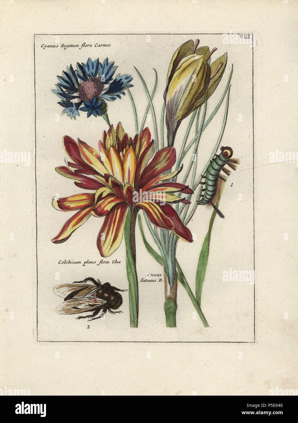 Saffron crocus, autumn crocus and cornflower with caterpillar and fly ...