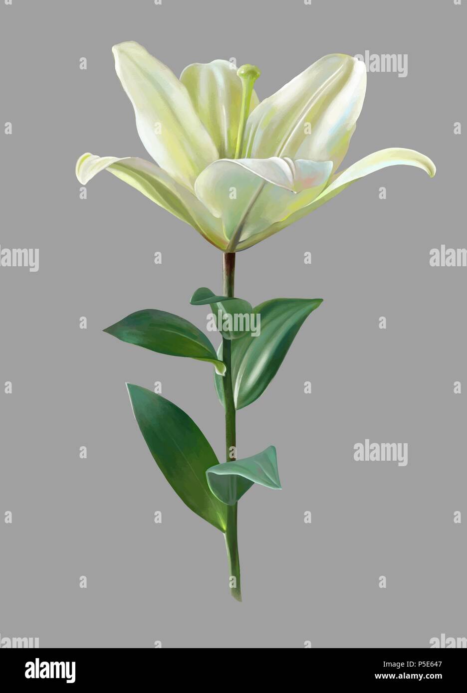 digital drawing of white lily flower, realistic sketching Stock Vector ...