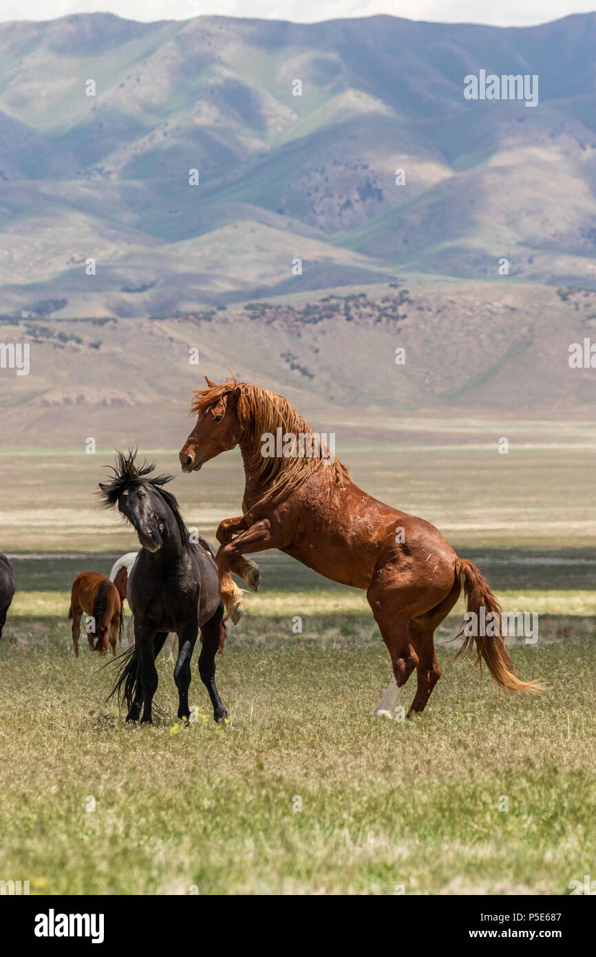 Wild horse Stallions Fighting Stock Photo - Alamy