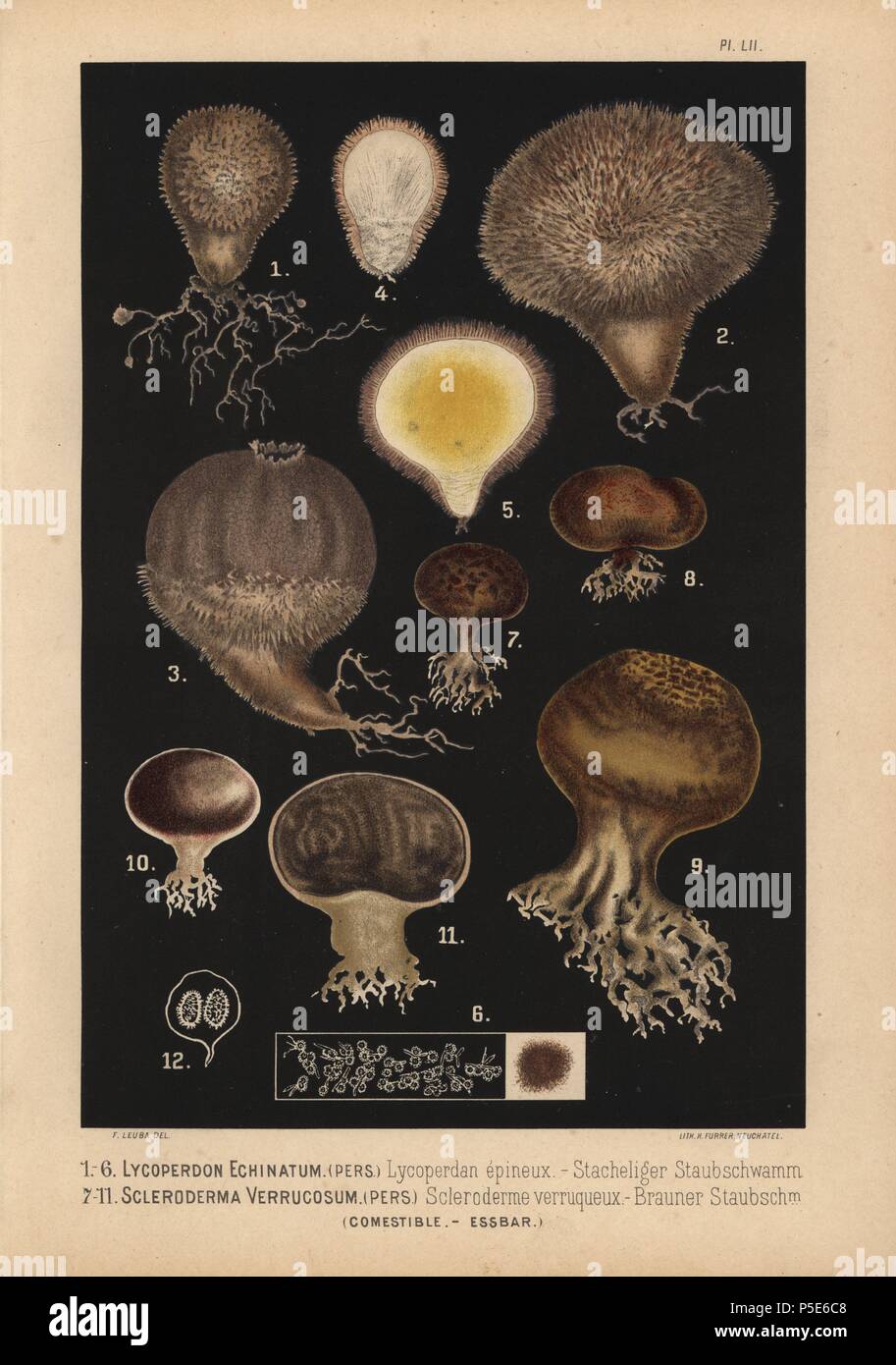 Spiny puffball, Lycoperdon echinatum, lycoperdan epineux, and earthball ...