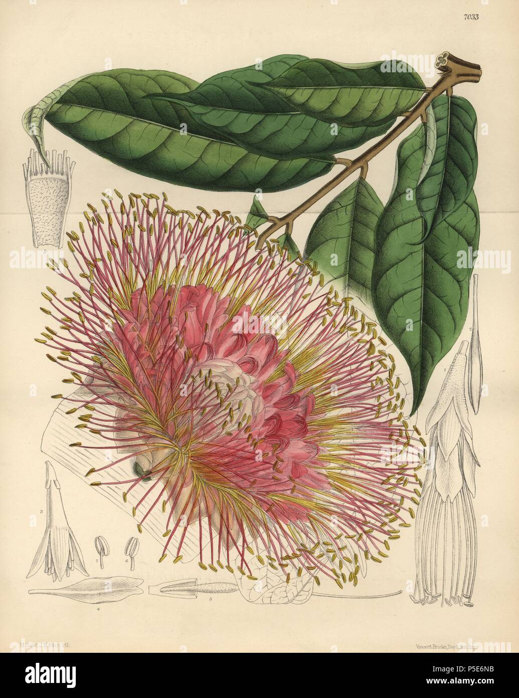 Brownea macrophylla hi-res stock photography and images - Alamy