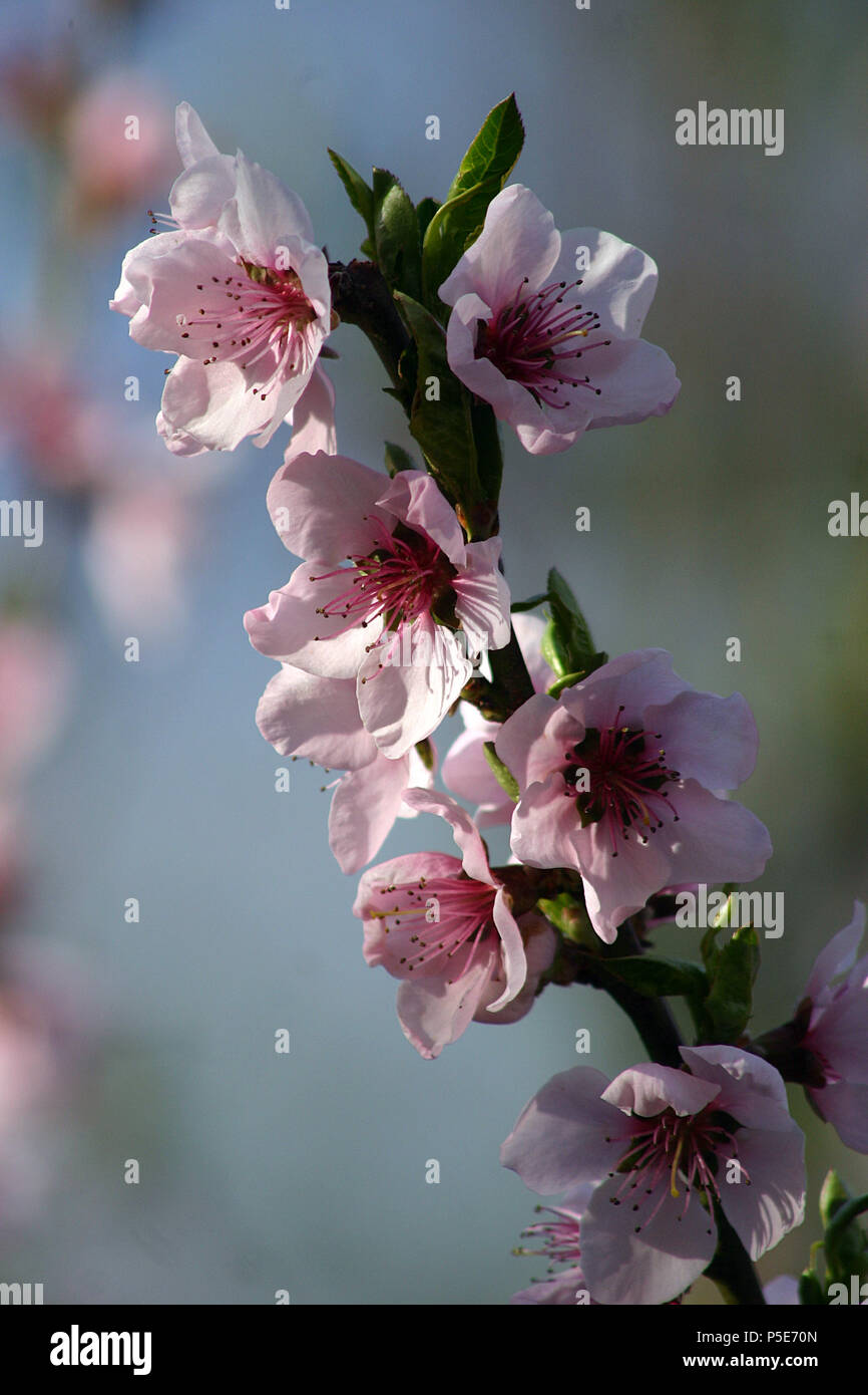 Peach tree blossom Stock Photo - Alamy