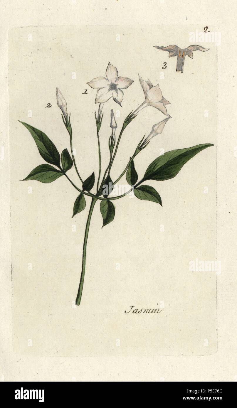 Jasmine Flower Botanical Drawing Jasmine Minimalist Watercolour