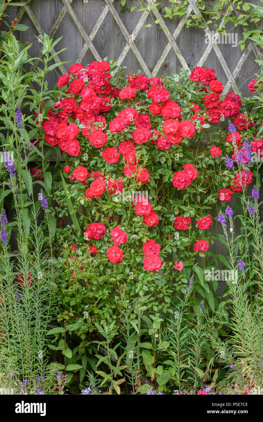 A bush of red roses in bloom during summer time in an english garden ...