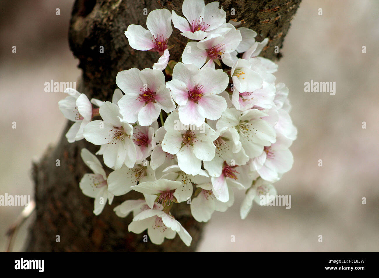 Wild Cherry blossom sprouting from tree trunk Stock Photo - Alamy