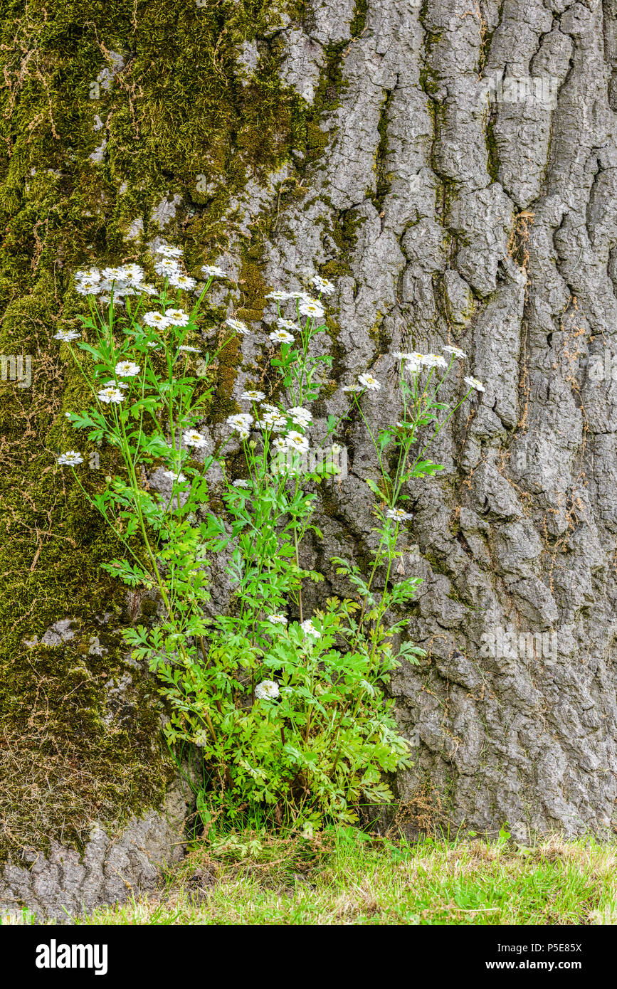 White flowers bloom at the foot of the trunk of a solid oak tree during ...