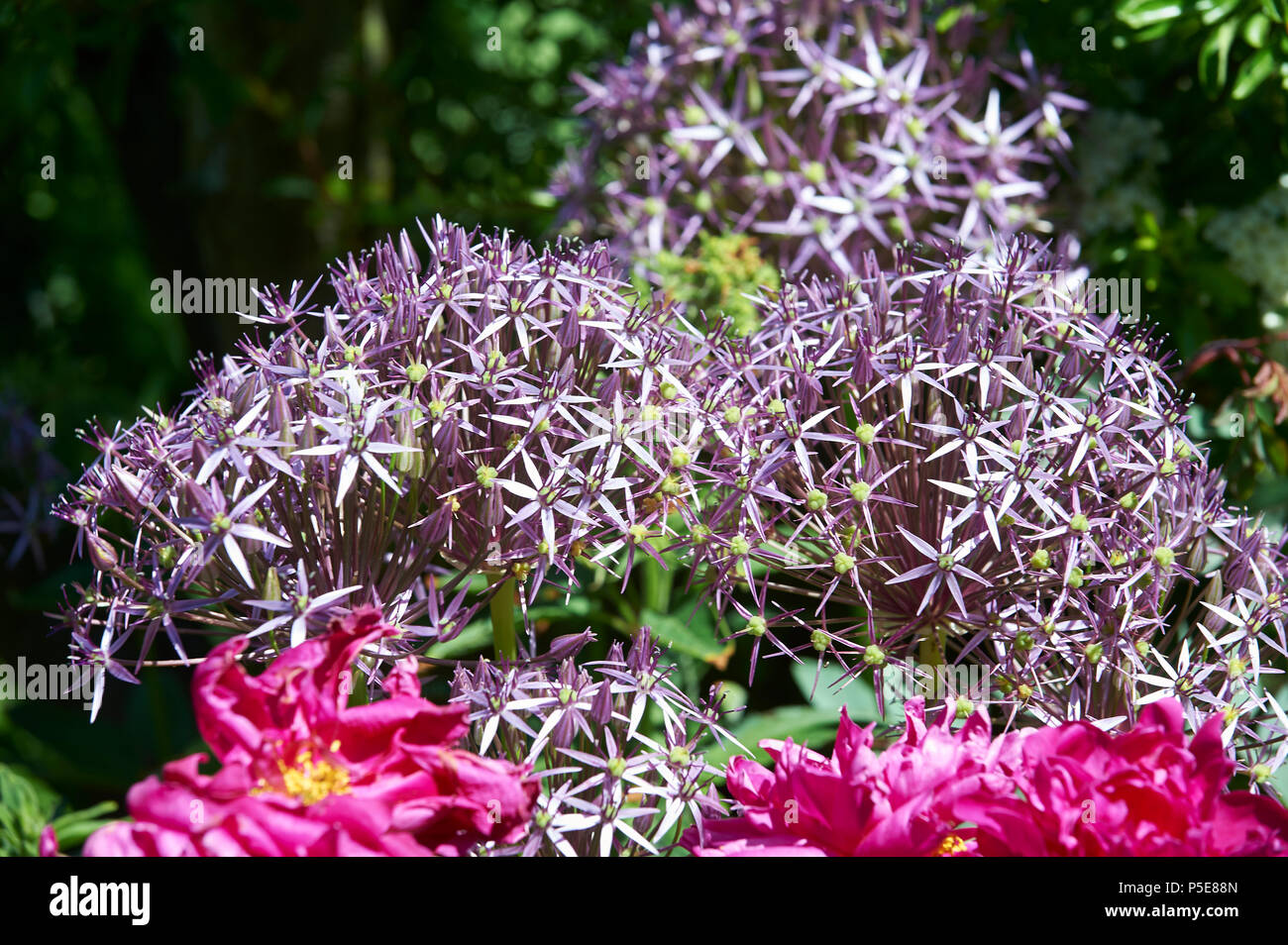 Alium hollandicum Purple sensation Persian onion or Dutch garlic large ...