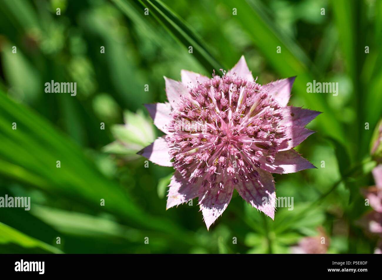 Greater masterwort astrantia major hi-res stock photography and images ...