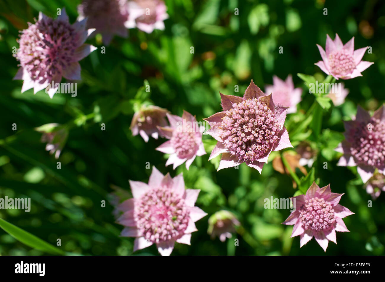 Greater masterwort astrantia major hi-res stock photography and images ...