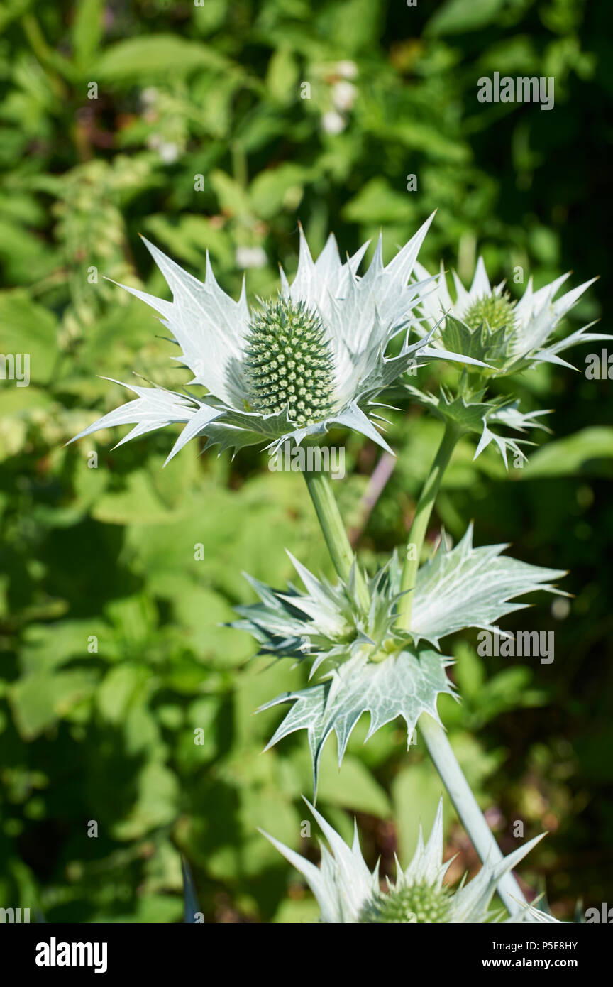 Blue stem sea holly hi-res stock photography and images - Alamy