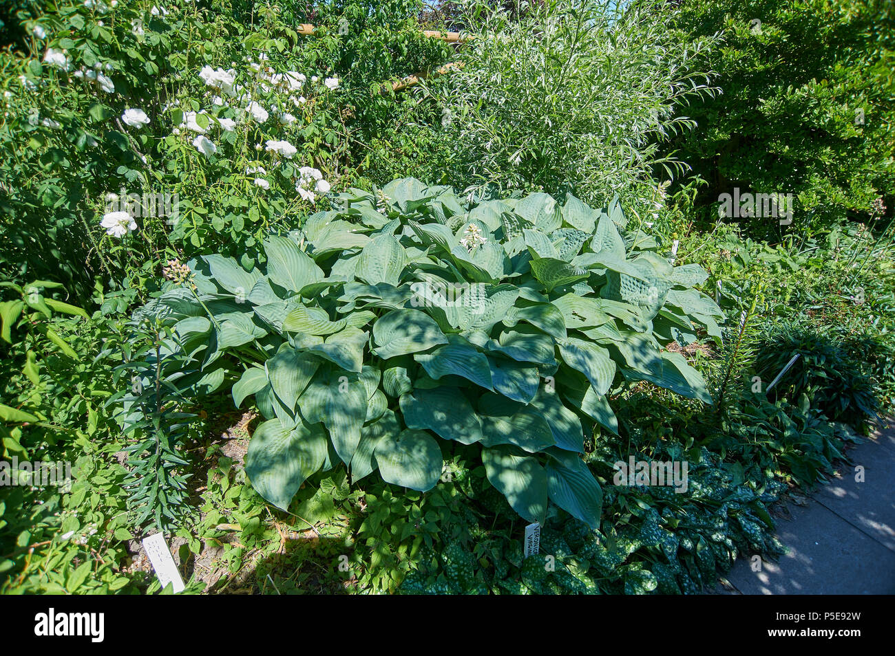Large Hosta plant growing in a formal garden border Stock Photo - Alamy