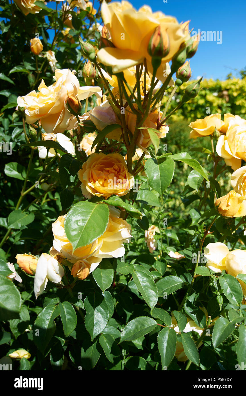 Simply the best rose hi-res stock photography and images - Alamy