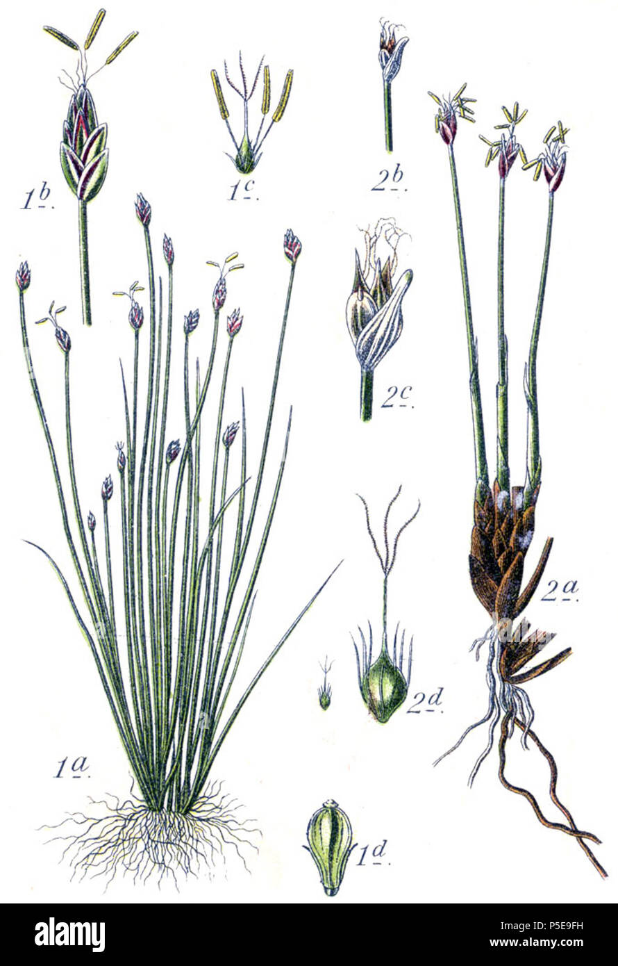 Cyperus acicularis et cyperus caespitosus Aus: J. Sturm's Flora von ...