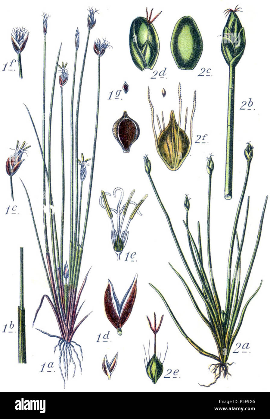 Cyperus pauciflorus et Cyperus parvulus Aus: J. Sturm's Flora von ...