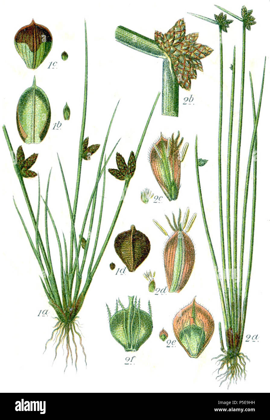 Cyperus supinus et Cyperus mucronatus Aus: J. Sturm's Flora von ...