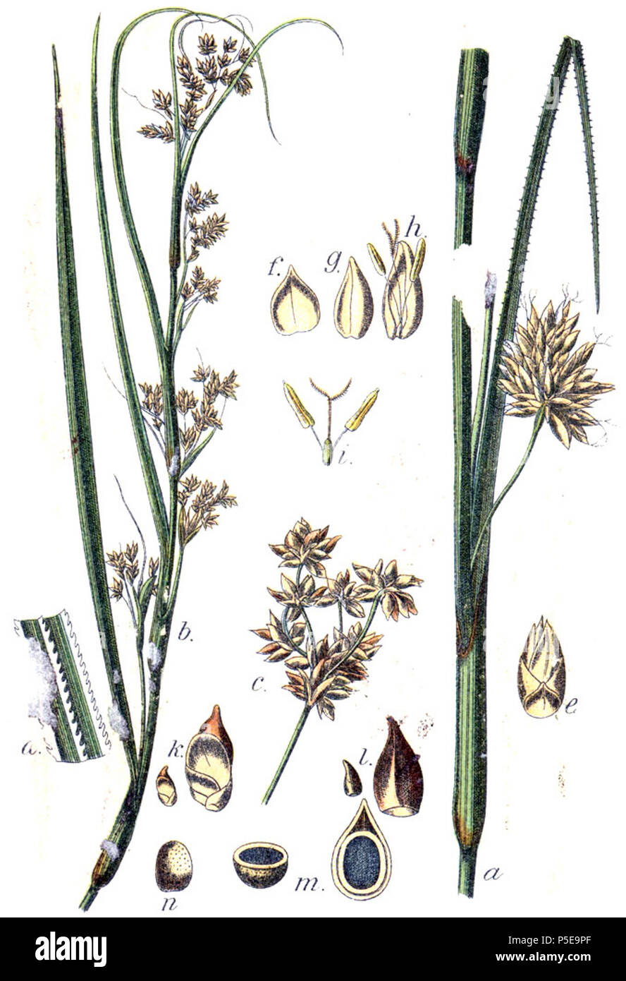 Cladium Mariscus High Resolution Stock Photography and Images - Alamy