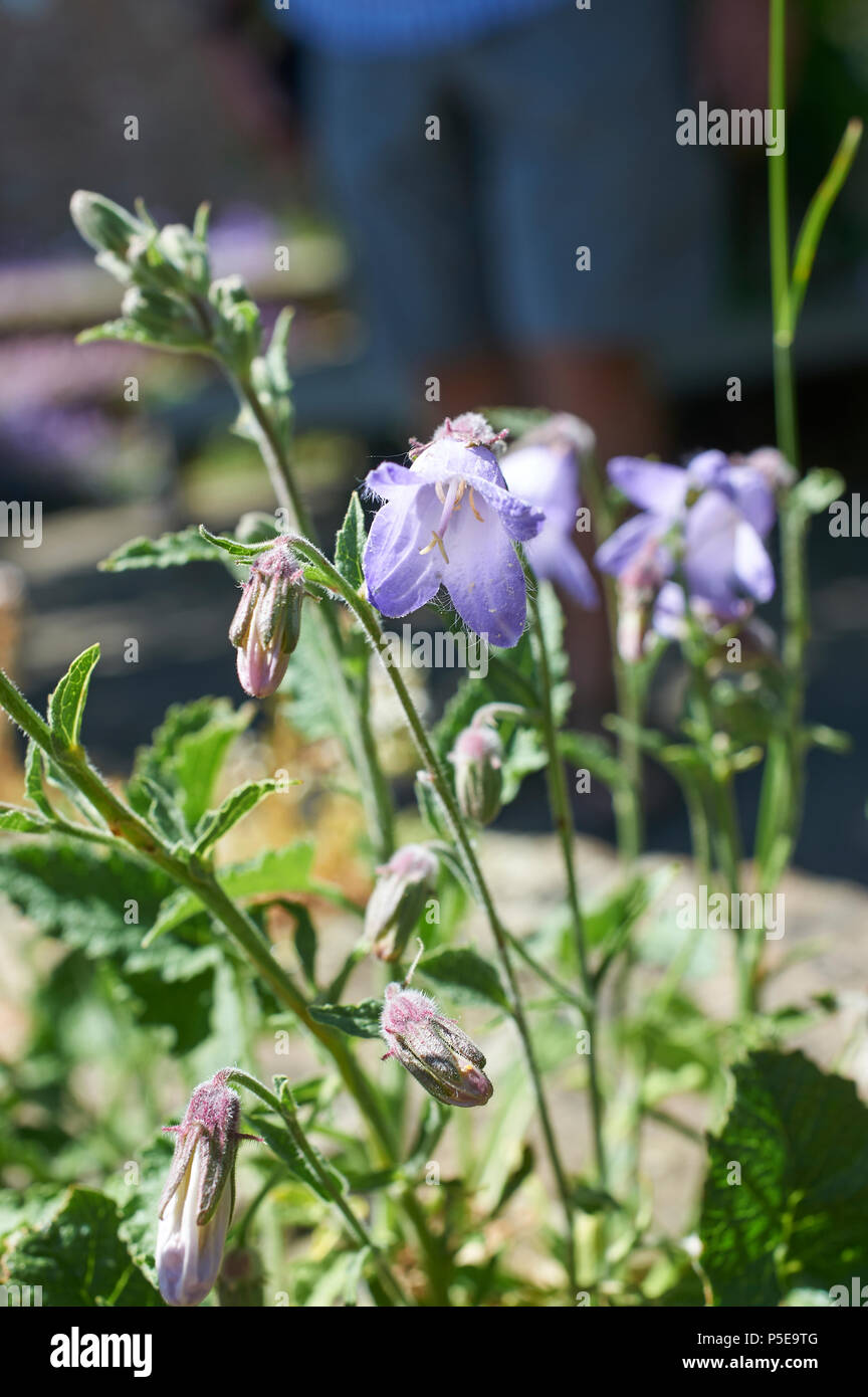 Campanula takesimana hi-res stock photography and images - Alamy
