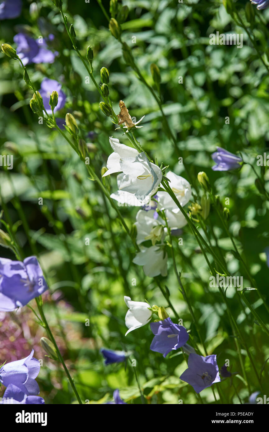 Campanula takesimana hi-res stock photography and images - Alamy