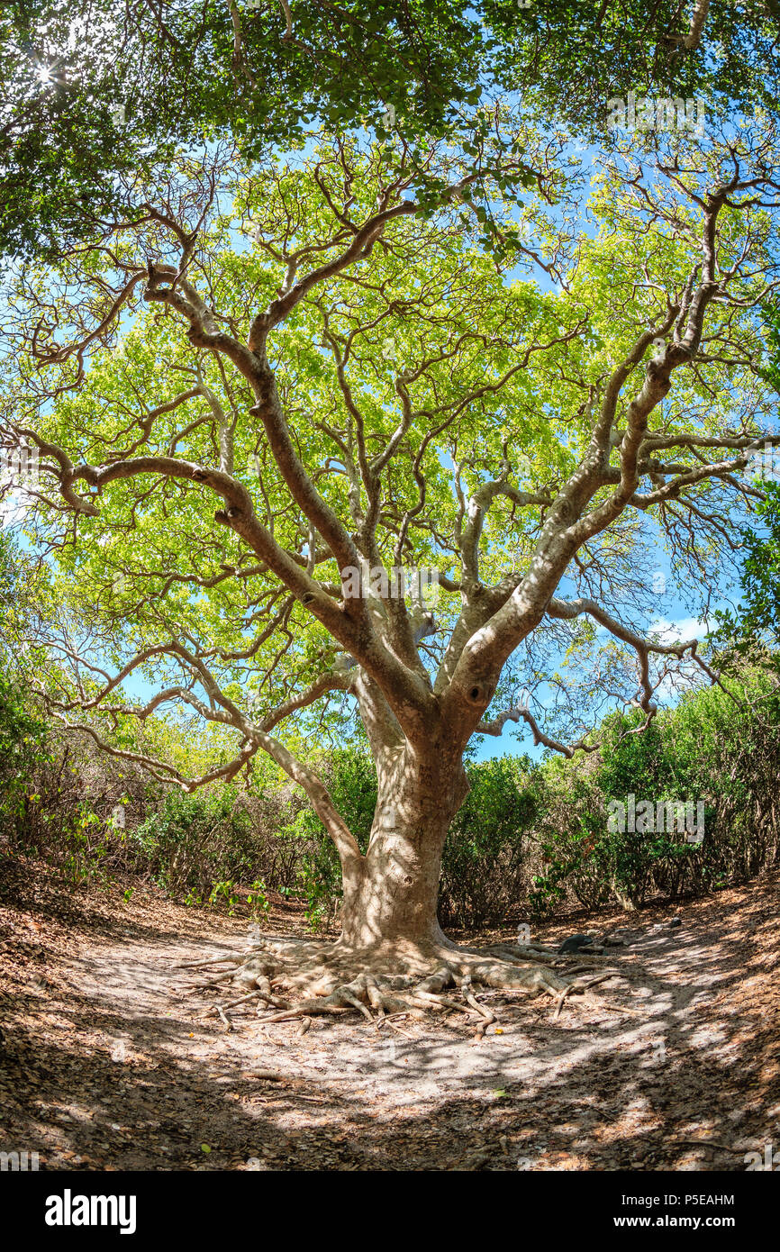 Tropical island tree hi-res stock photography and images - Alamy