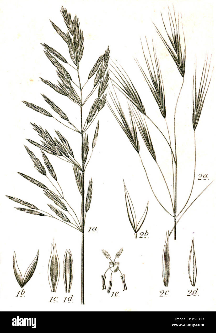 Bromus inermis leyss hi-res stock photography and images - Alamy