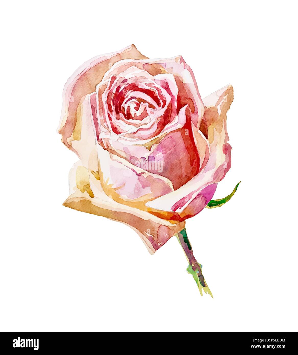 Hand drawing rose water color Stock Vector Images - Alamy