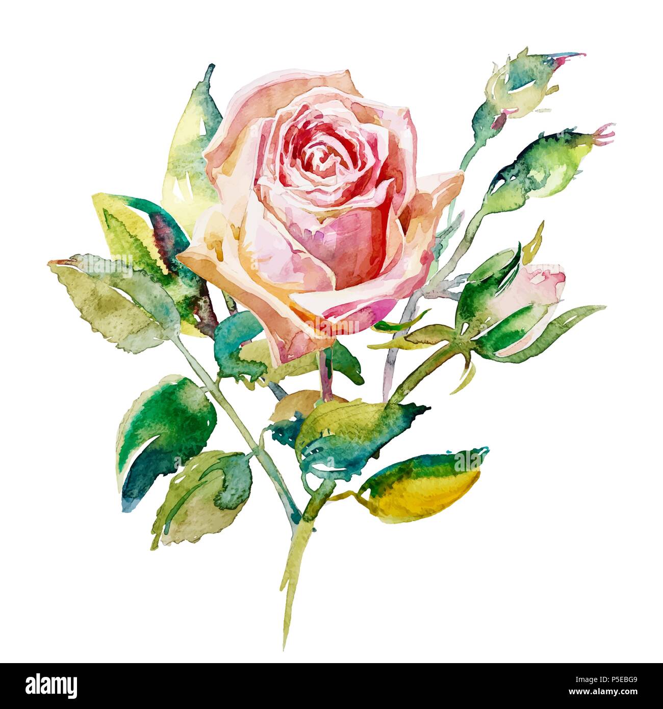 Rose watercolour painting Stock Vector Images - Alamy