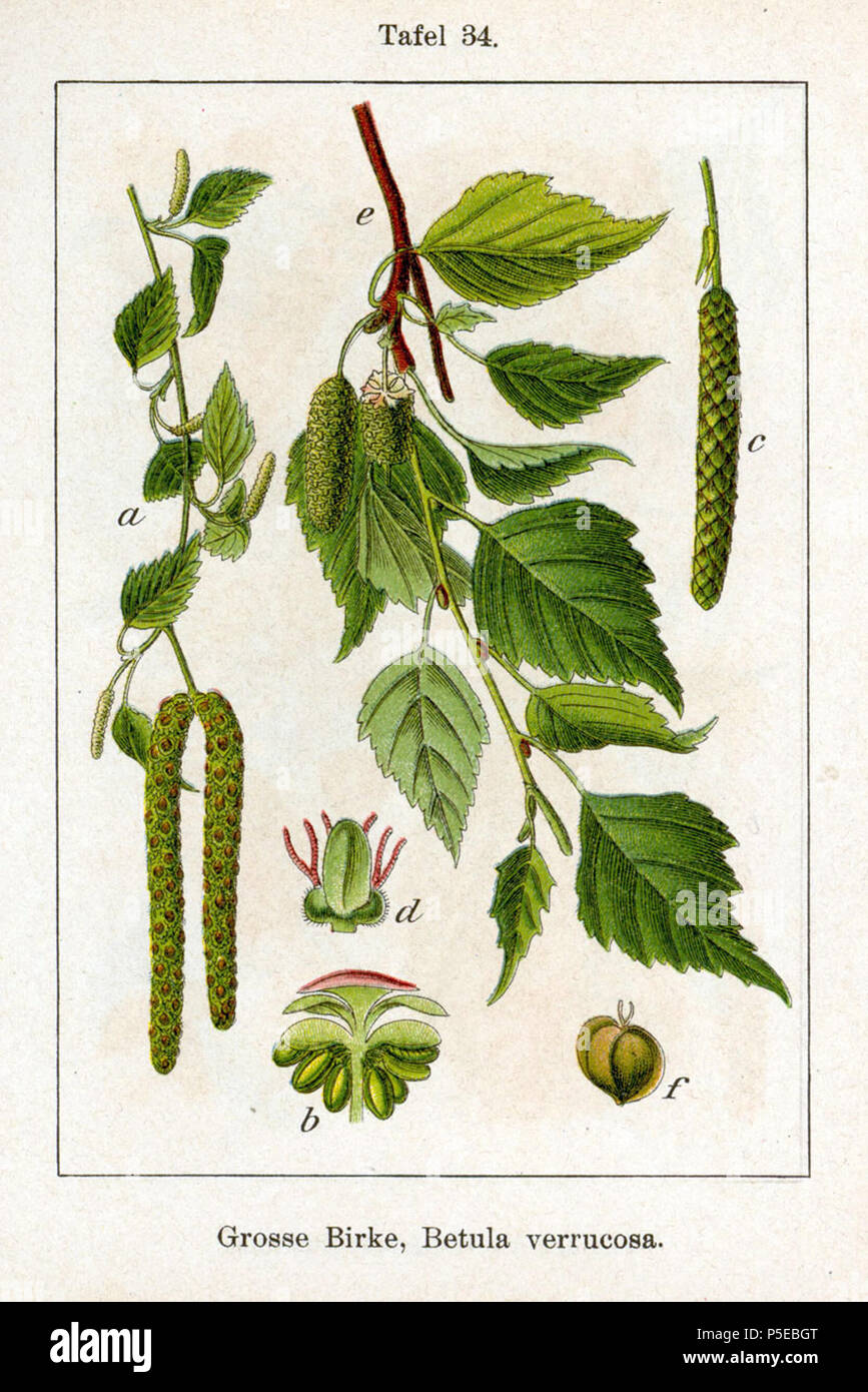 Grosse birke hi-res stock photography and images - Alamy