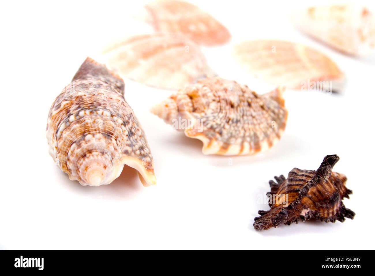 various kinds of shells on white background Stock Photo - Alamy