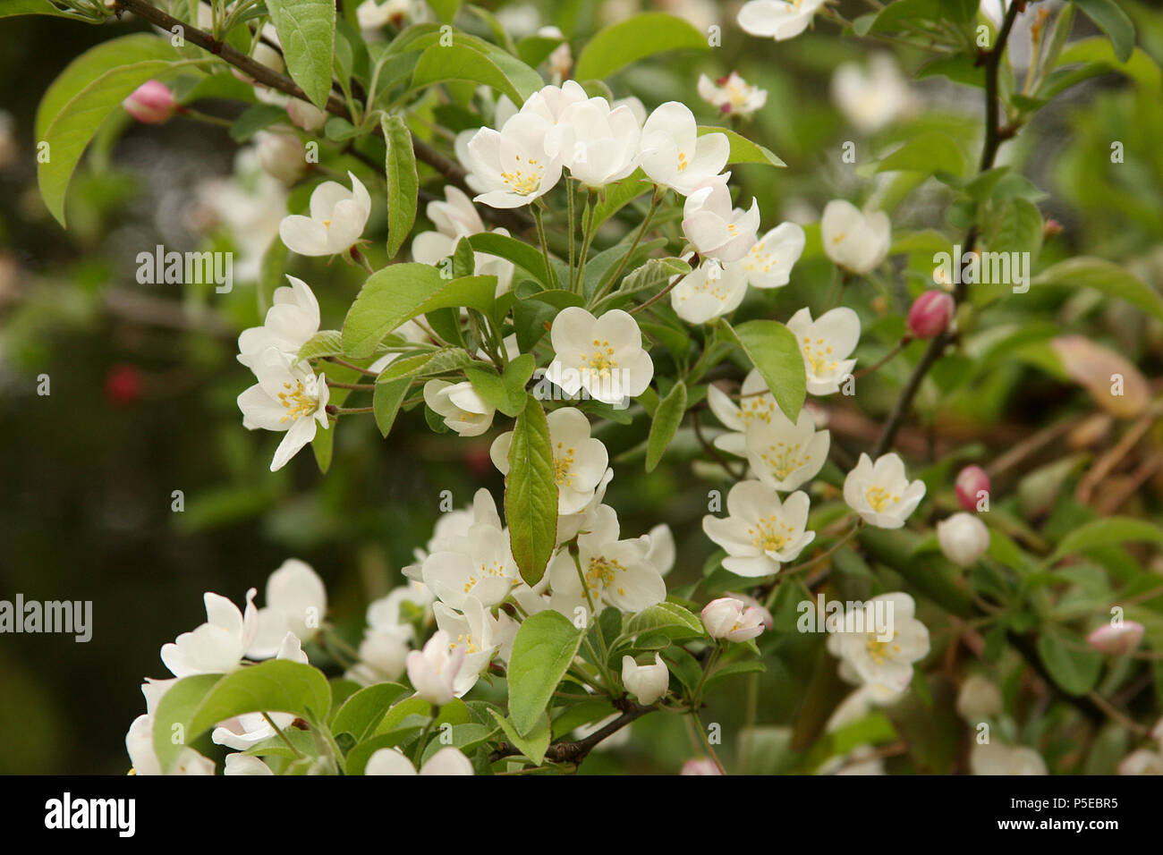 Apple tree blossom Stock Photo - Alamy