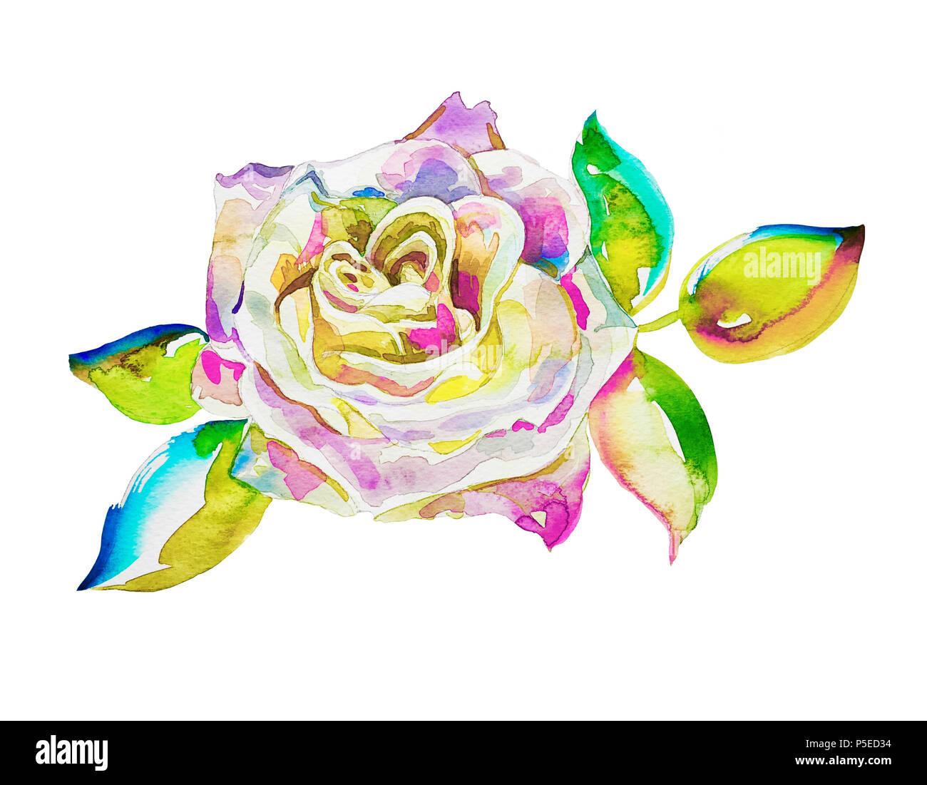 decorative hand painting of rose isolated on white Stock Photo - Alamy