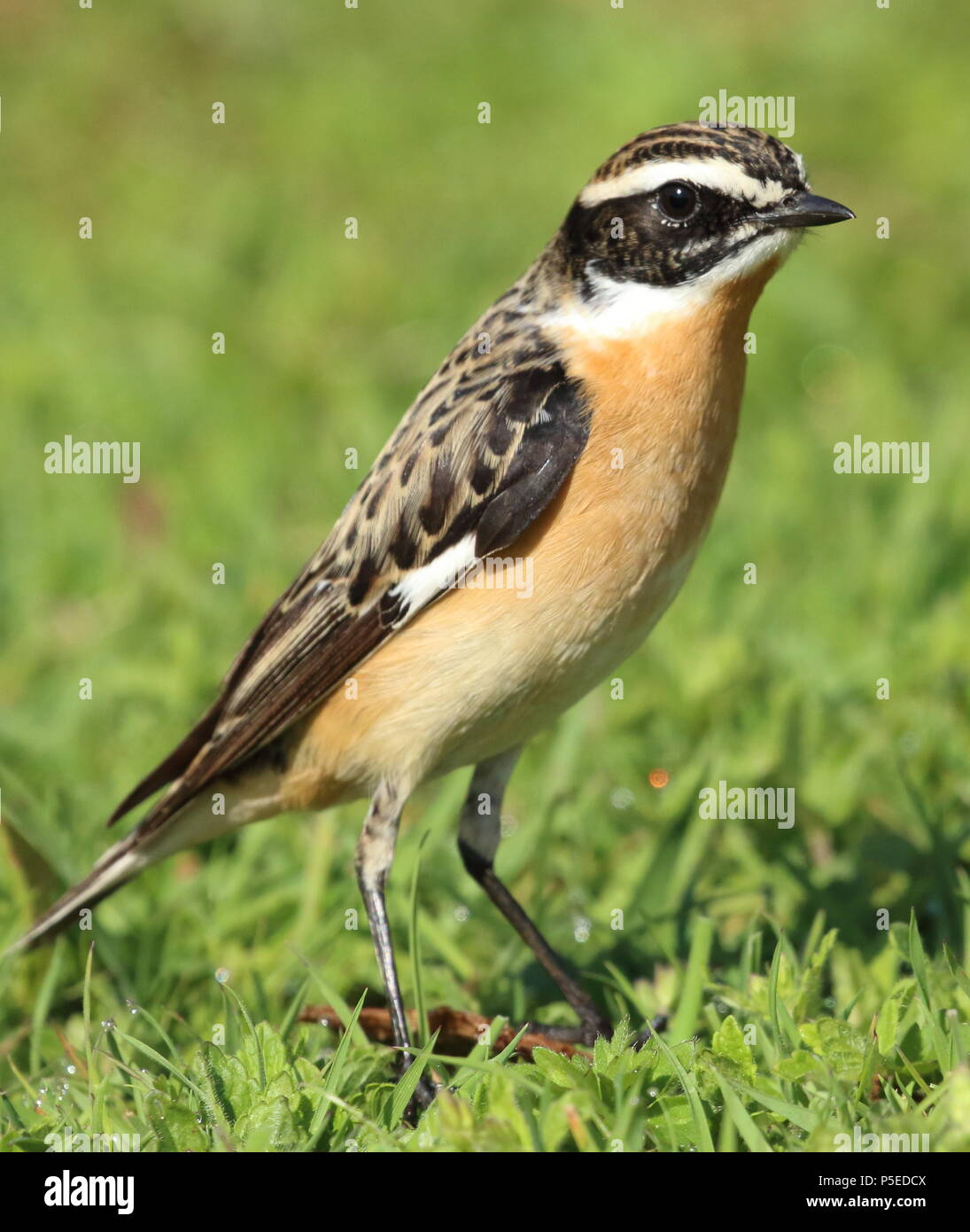 Winchat hi-res stock photography and images - Alamy