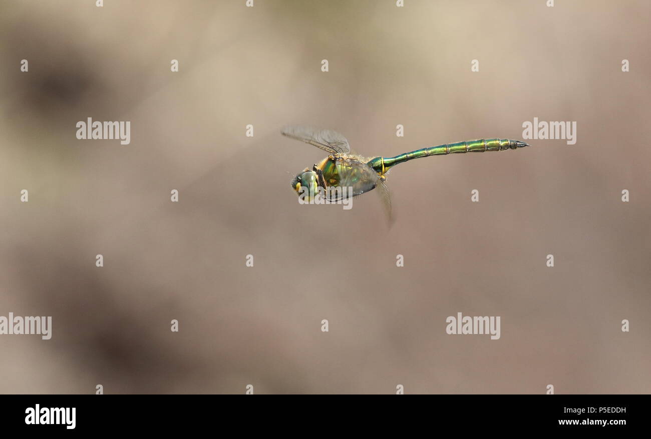Emerald dragonfly hi-res stock photography and images - Alamy
