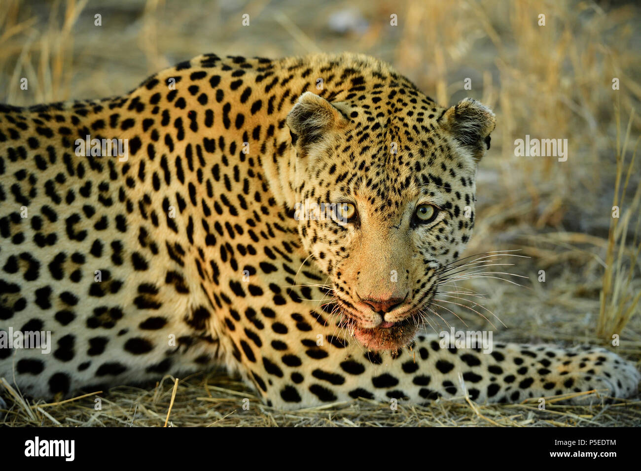 Leopard (Panthera Pardus) lying, with bloody mouth, Namibia Stock Photo ...