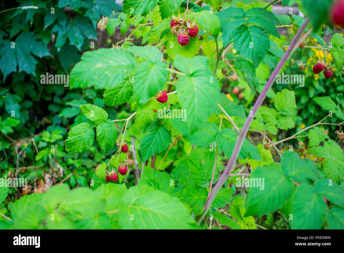 Close-up of organic ripe raspberries in an orchard hanging on a branch ...