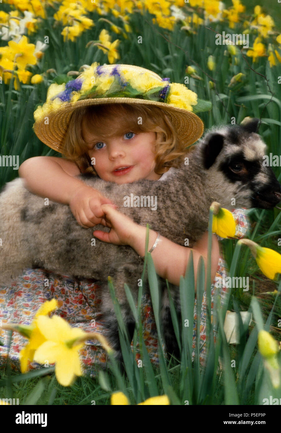 Spring lamb and daffodils hi-res stock photography and images - Alamy