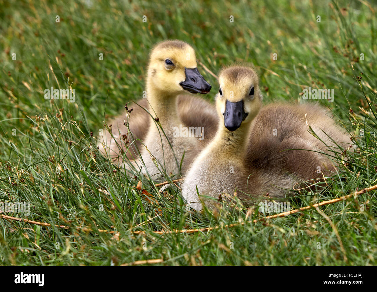 Fluffy geese hi-res stock photography and images - Alamy