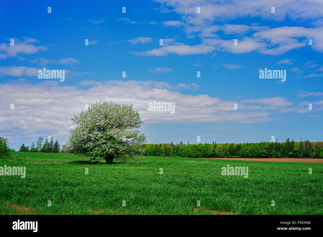 Apple tree flowering hi-res stock photography and images - Alamy