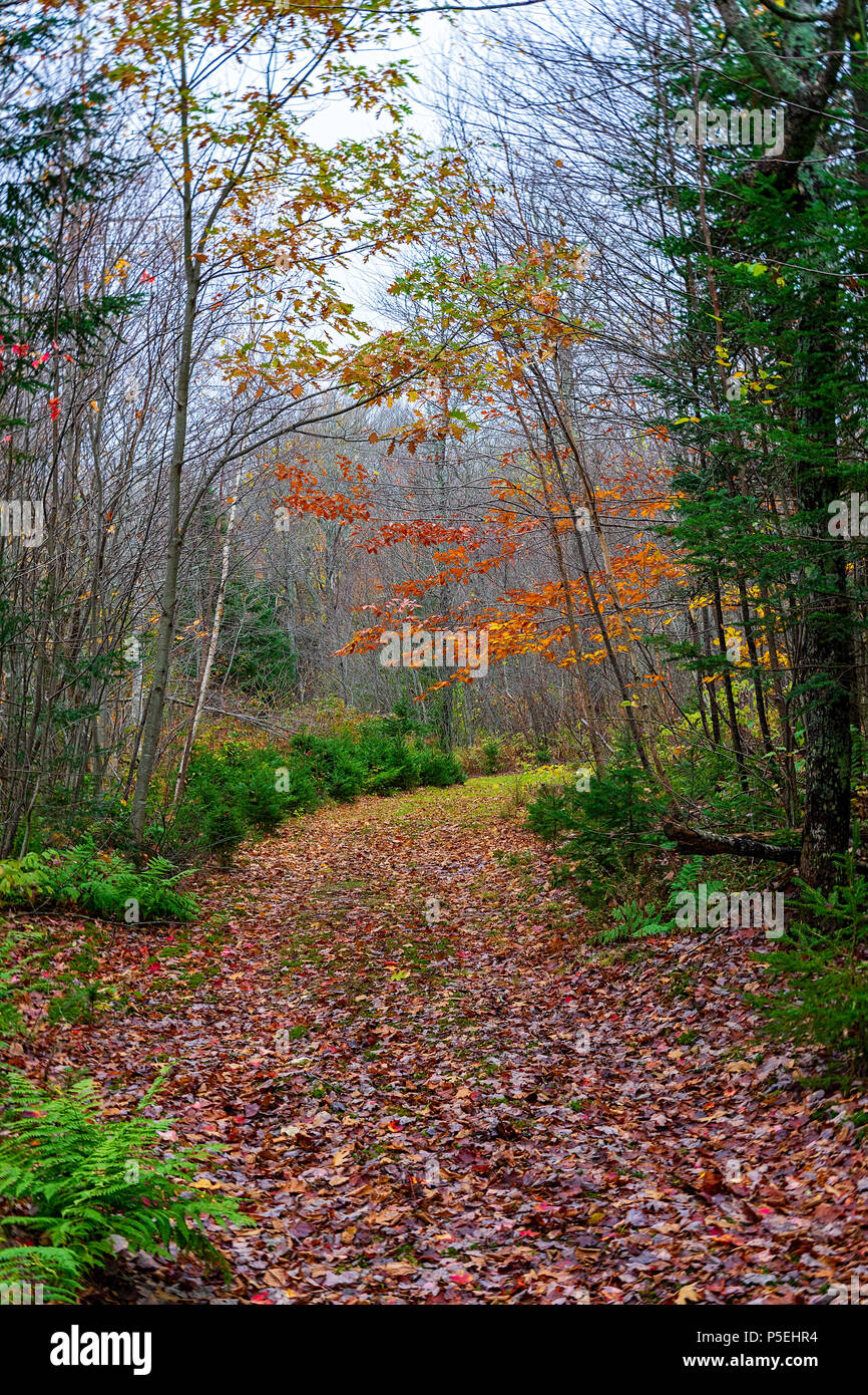 Forest path through the spruce forest hi-res stock photography and ...