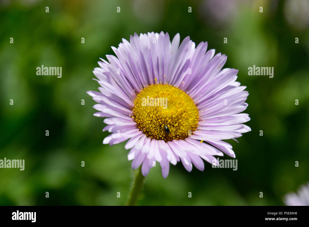 Erigeron glaucus wayne roderick hi-res stock photography and images - Alamy
