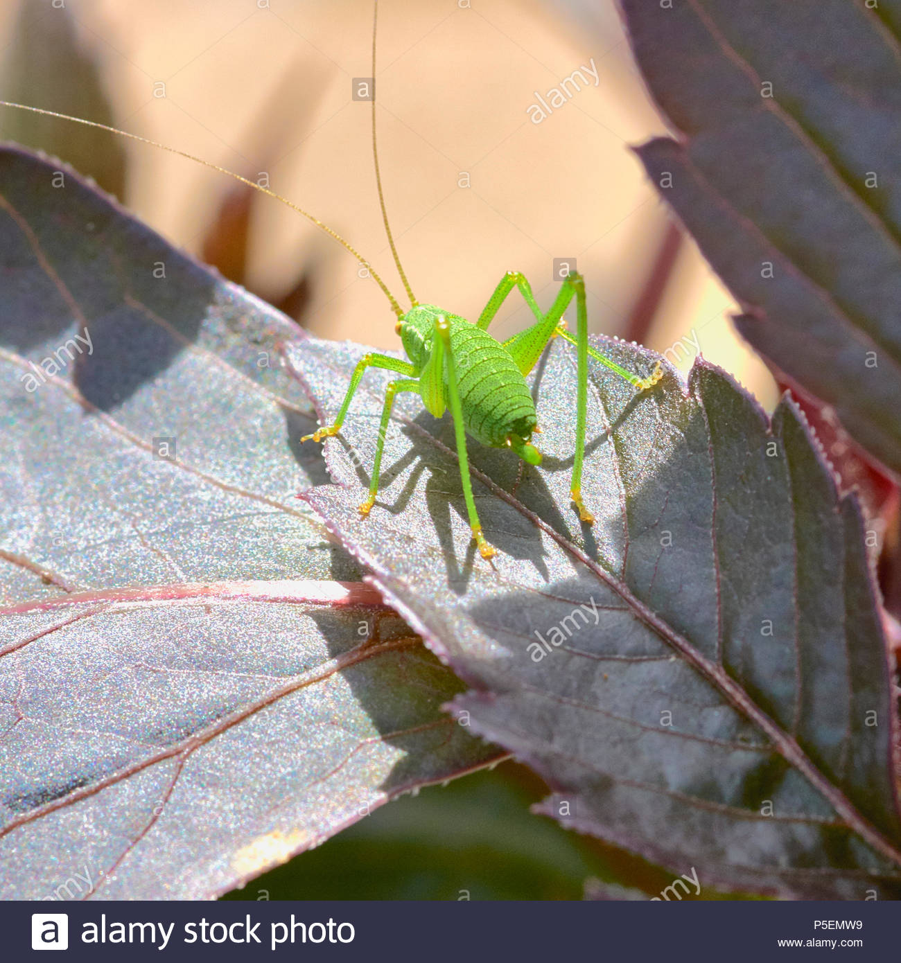 Speckled Bush Cricket High Resolution Stock Photography and Images - Alamy