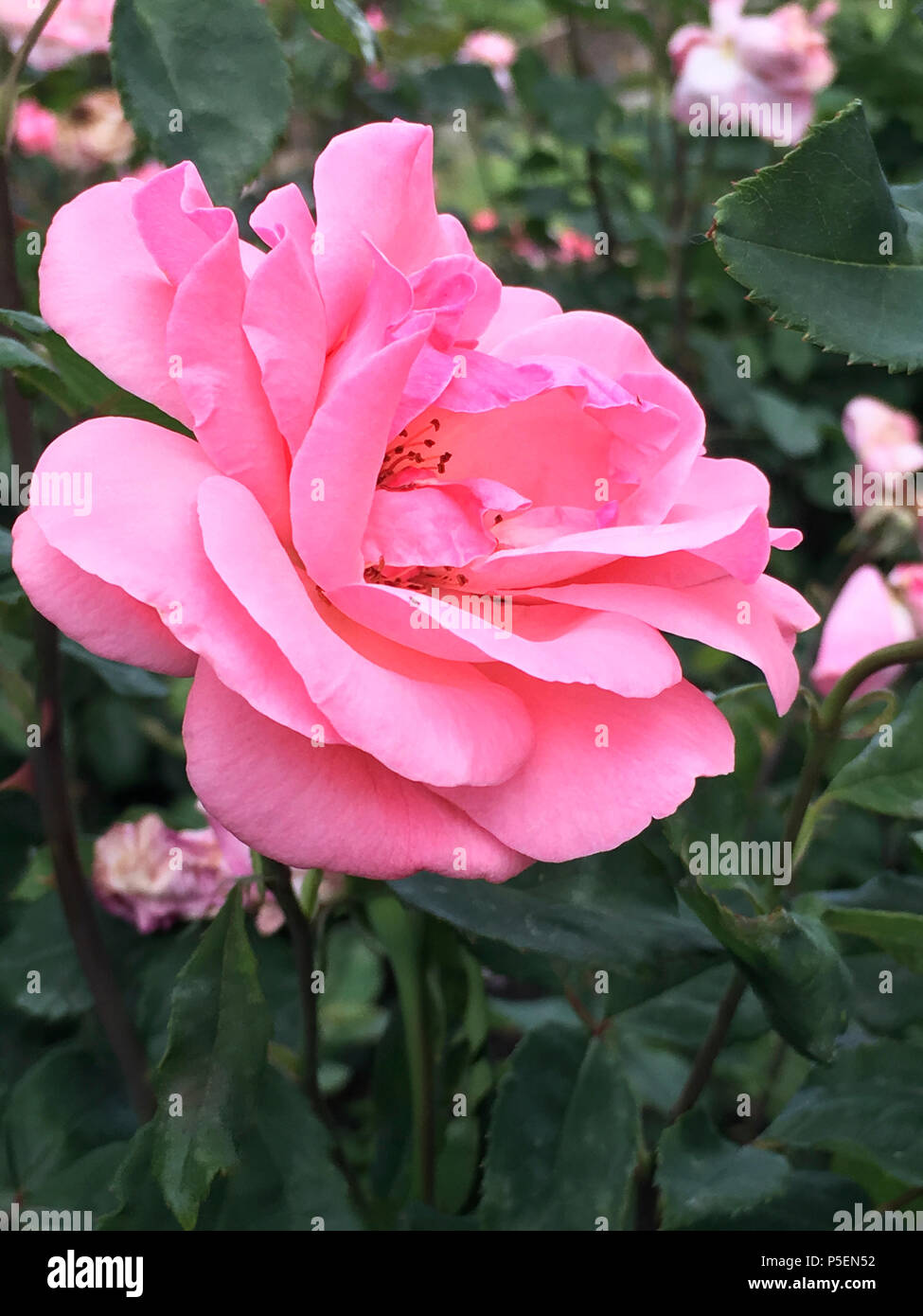 beautiful natural pink rose in the garden Stock Photo - Alamy