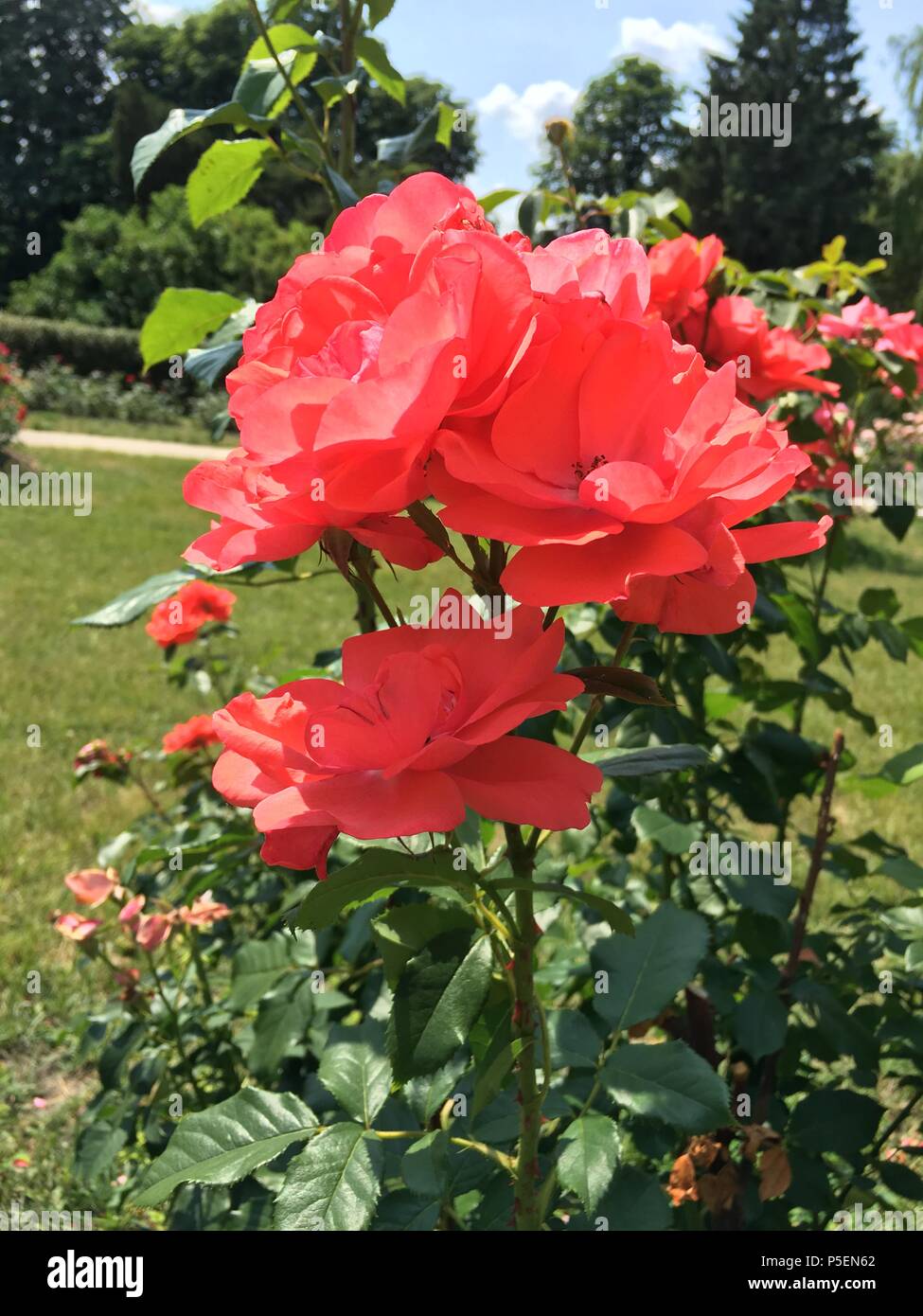 beautiful natural red rose in the garden Stock Photo - Alamy