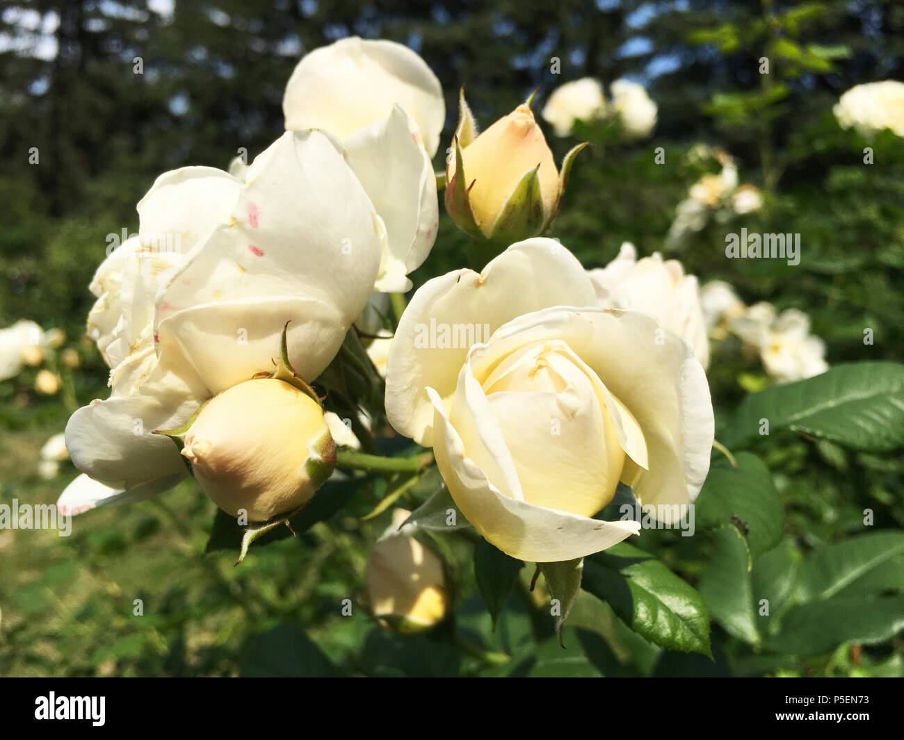 beautiful natural pink rose in the garden Stock Photo - Alamy