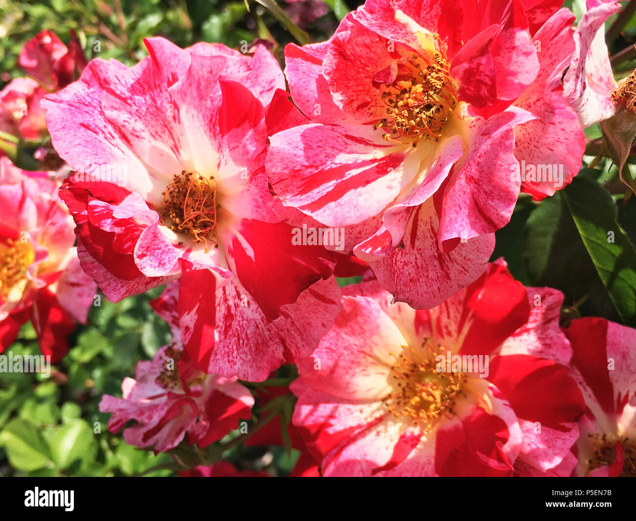 beautiful natural red rose in the garden Stock Photo - Alamy