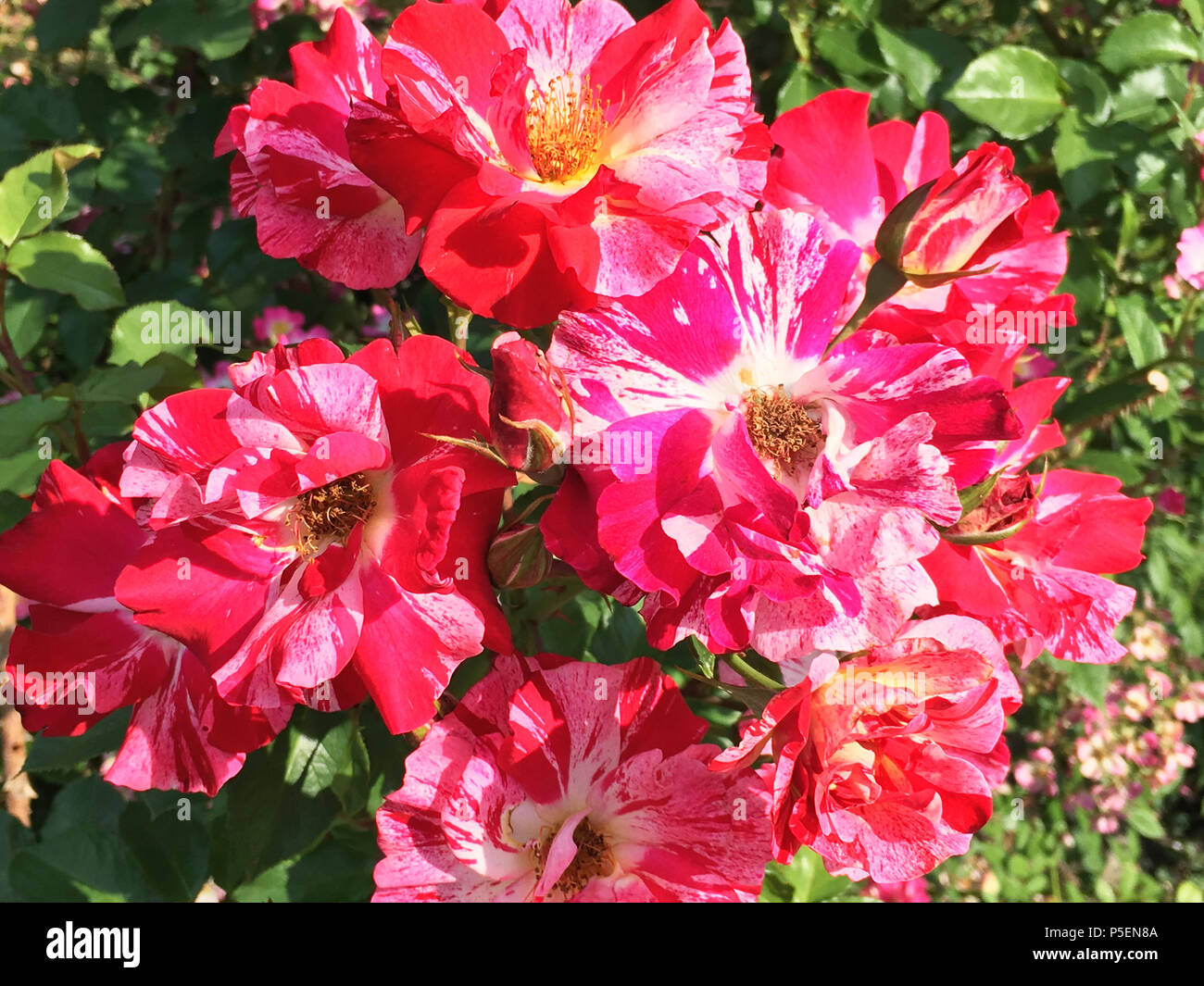 beautiful natural red rose in the garden Stock Photo - Alamy