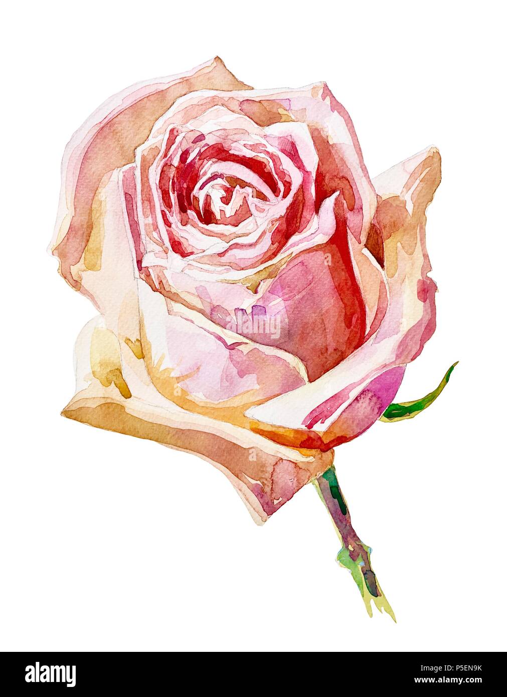 Single rose drawing hi-res stock photography and images - Alamy