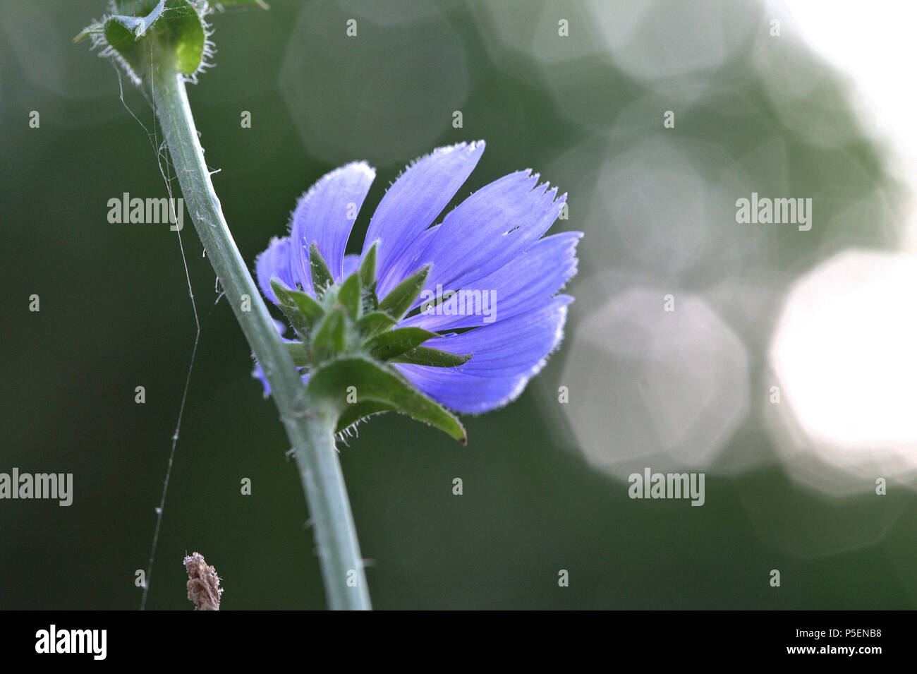 Periwinkle wildflower hi-res stock photography and images - Alamy