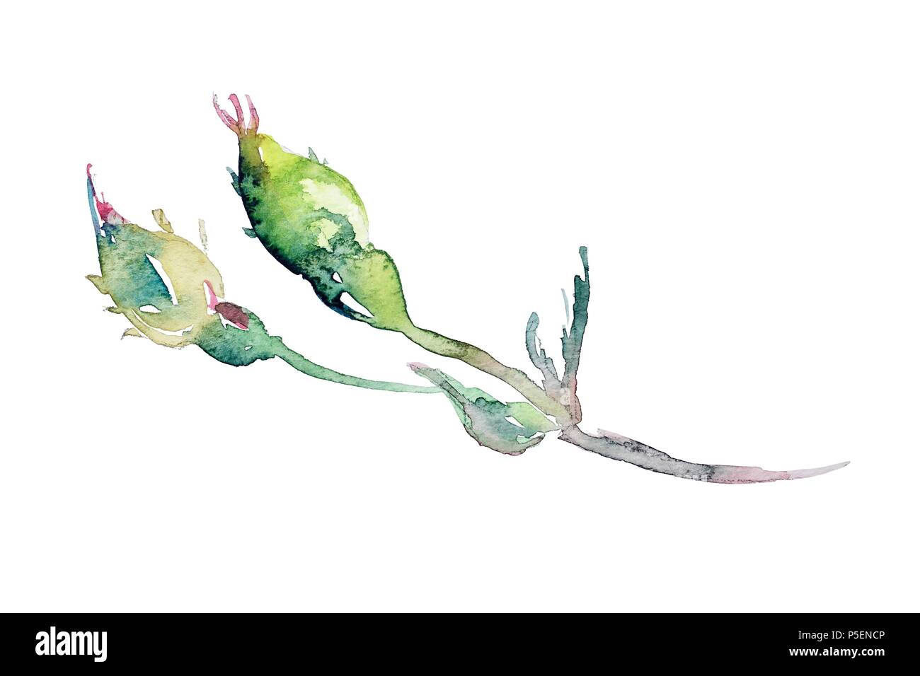 watercolor rose bud with leaves, design element Stock Photo - Alamy