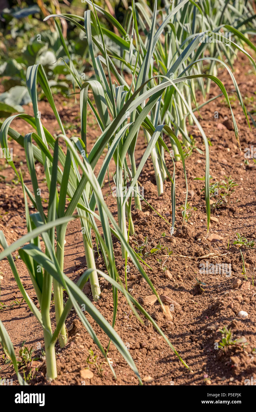 Spring garlic is growing in the vegetable garden. Growing garlic in a ...