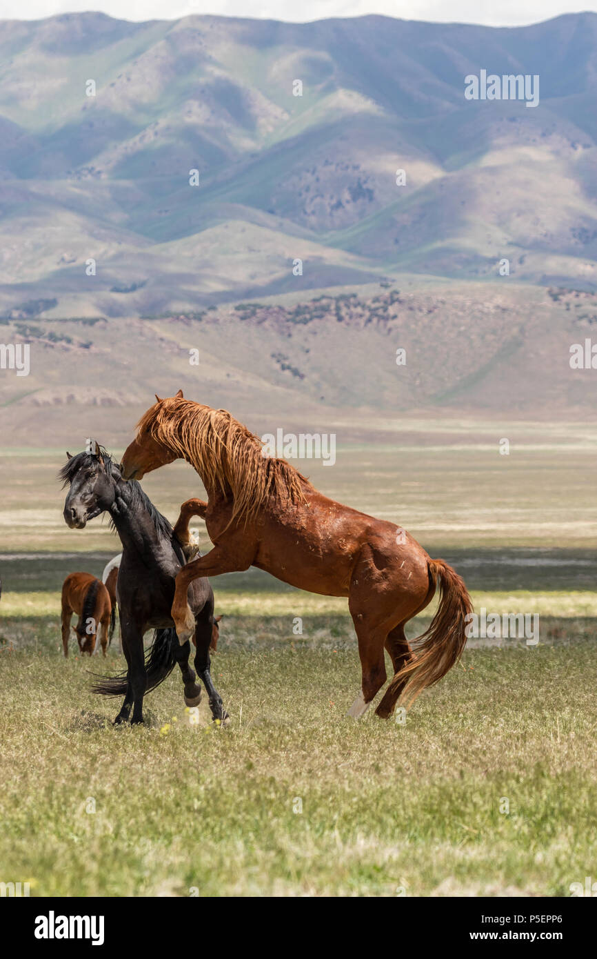 Wild horse Stallions Fighting Stock Photo - Alamy